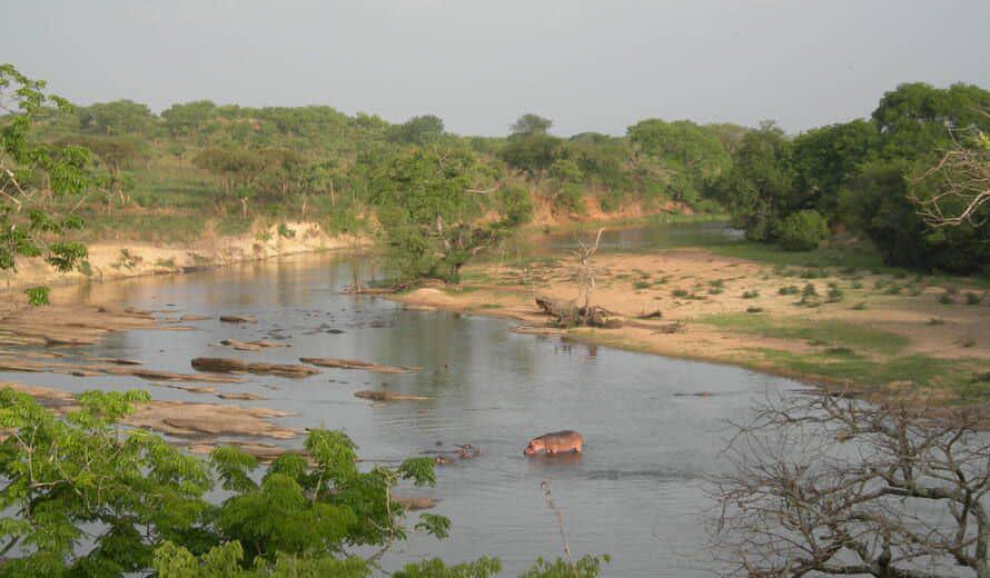 Environment: 24 rhinos introduced into Garamba National Park - Friends ...