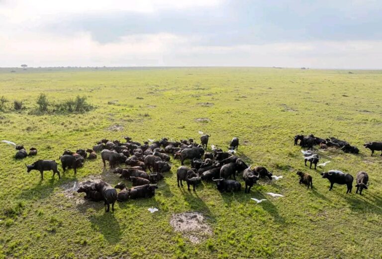 DR Congo: Gorillas give birth in Virunga National Park despite the ...