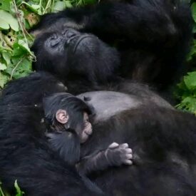 DR Congo: Gorillas give birth in Virunga National Park despite the ...